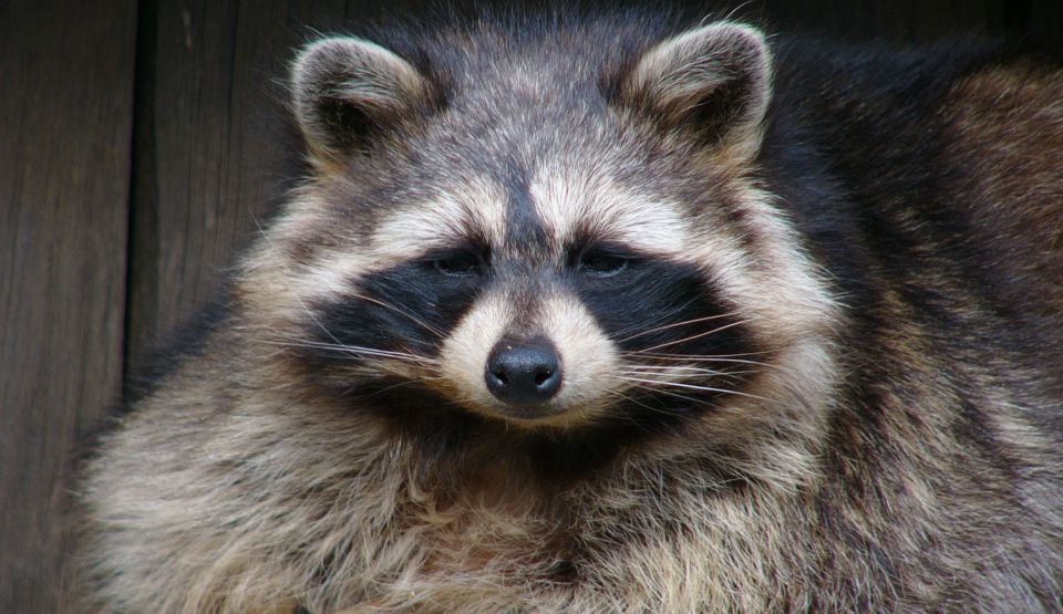 Trei specii care fac umanitatea să pară primitivă. Ele au depăşit ...