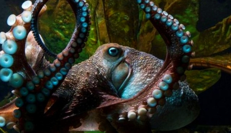 O caracatiţă îndrăzneaţă a reuşit să evadeze dintr-un acvariu şi să ...