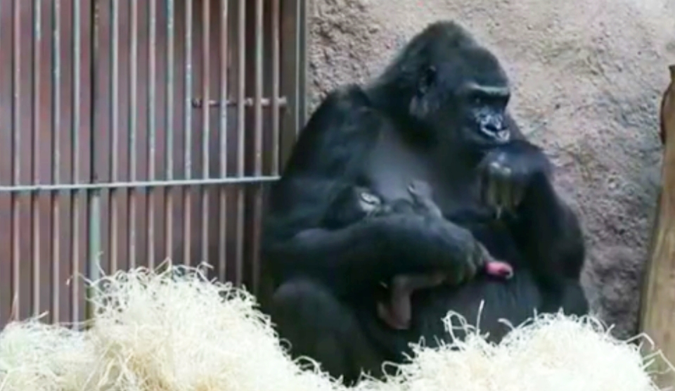 O gorilă a surprins angajaţii Grădinii Zoologice din Praga. Ea a adus ...