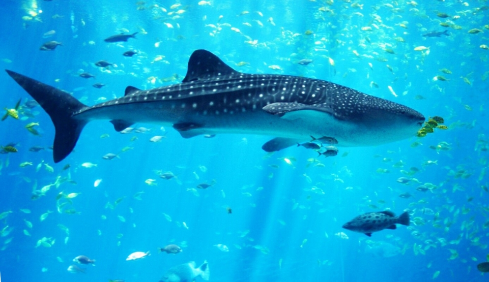 Moartea unuia dintre cei mai mari rechini din lume a provocat un ...