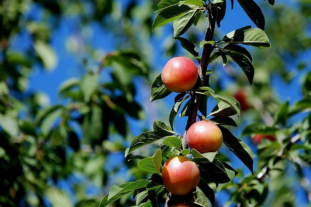 Locul din România în care se găseşte copacul cu zece soiuri de fructe
