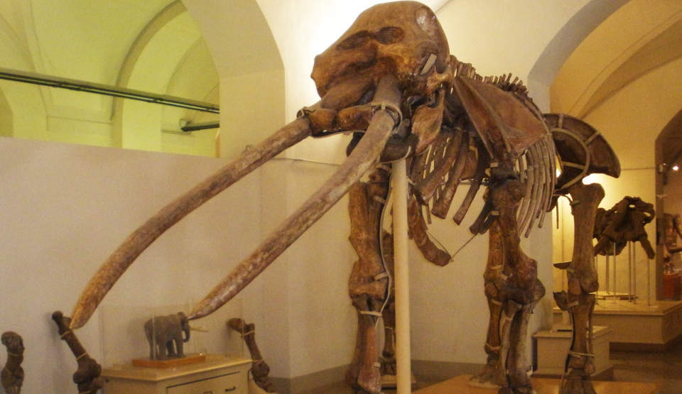 Expoziţie unicat: Scheletul unui mamut de acum 3 milioane de ani