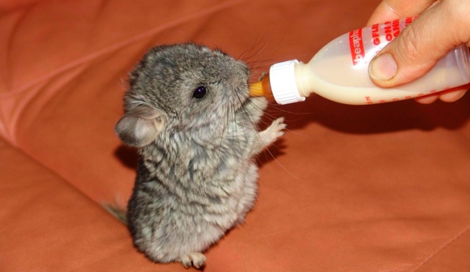 10 pui de animale. Cum arată acele animale pe care le ştim doar când ...