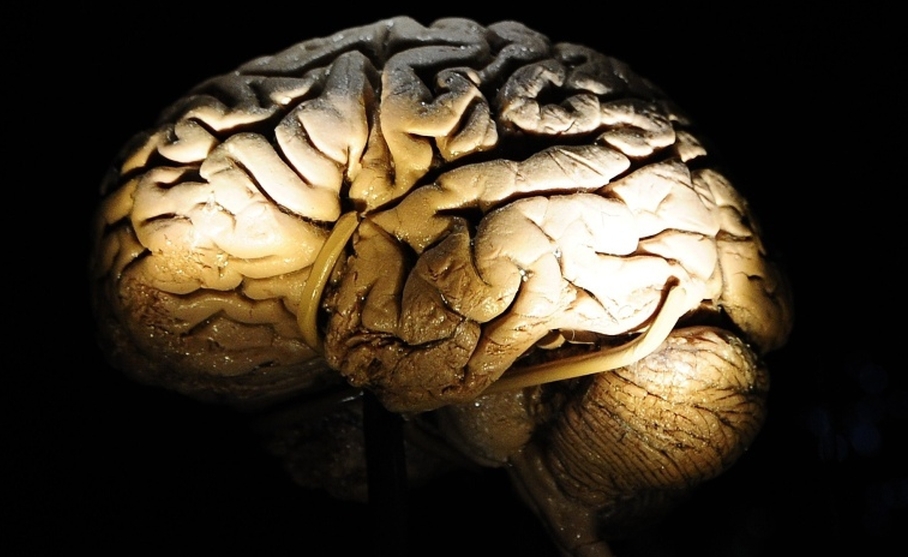 Modul în care creierul creează, respectă şi renunţă la un obicei poate ...