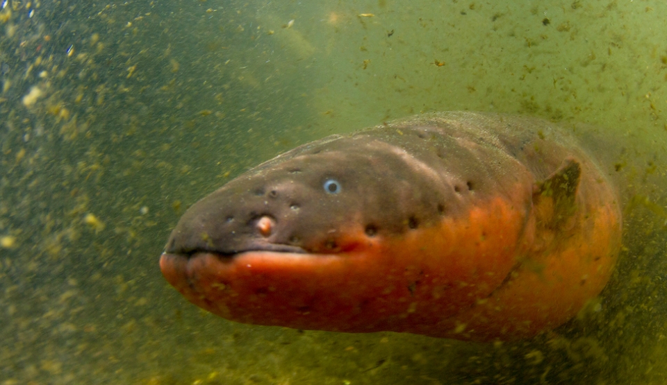 Descoperire inedită: anghila electrică, peştele care curentează, poate ...