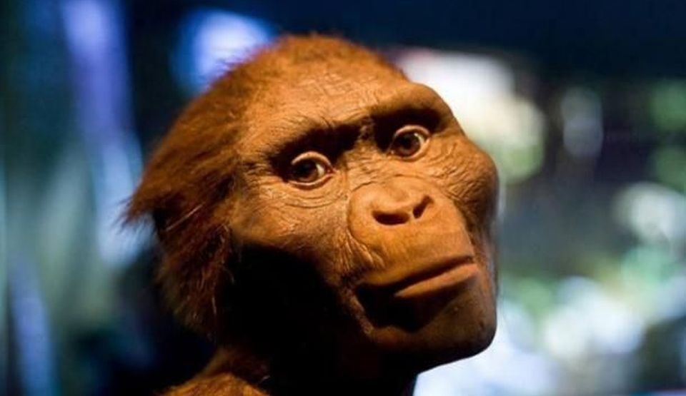 Există posibilitatea ca Lucy să nu fi fost singura specie de hominizi ...