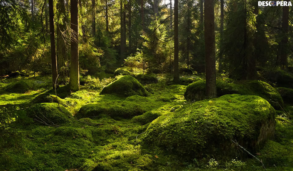 Oamenii de ştiinţă susţin că Siberia şi Canada vor salva planeta de ...