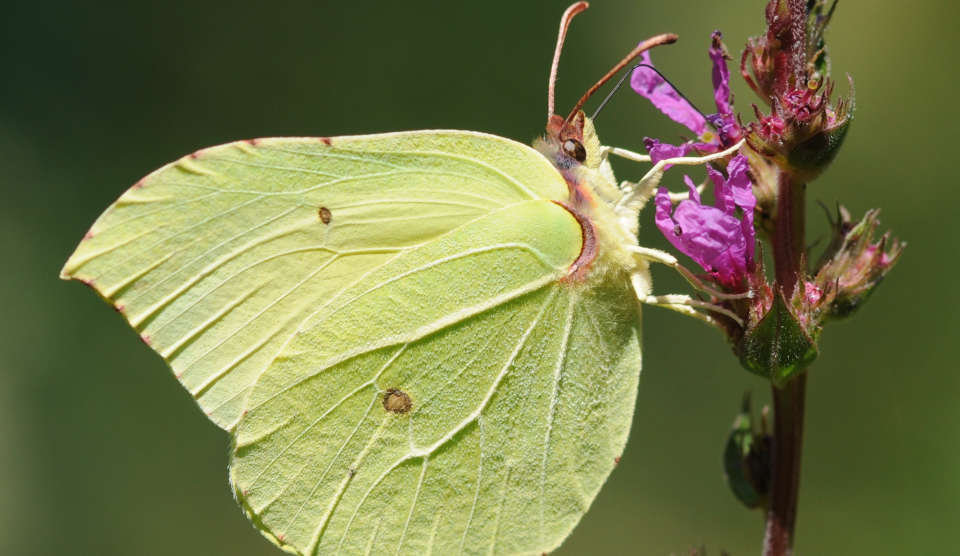 Insectele folosesc camuflajul încă de acum 100 de milioane de ani