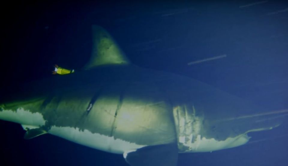 Rechinul alb, filmat în premieră într-o ipostază inedită - VIDEO