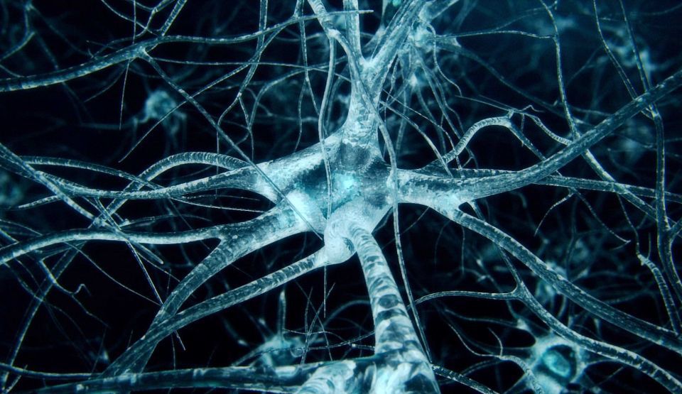 Producţia de noi neuroni poate fi controlată prin intermediul sângelui