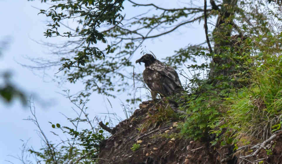 Primele poze cu zăganul Adonis în România, o pasăre foarte rară văzută ...