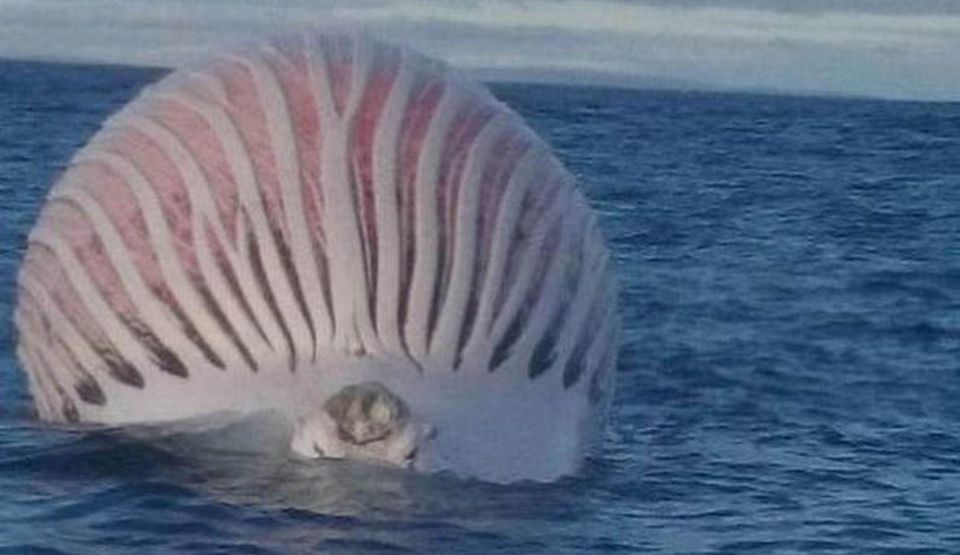 Un balon roz şi urât mirositor plutea în apele Oceanului Indian. Ce ...