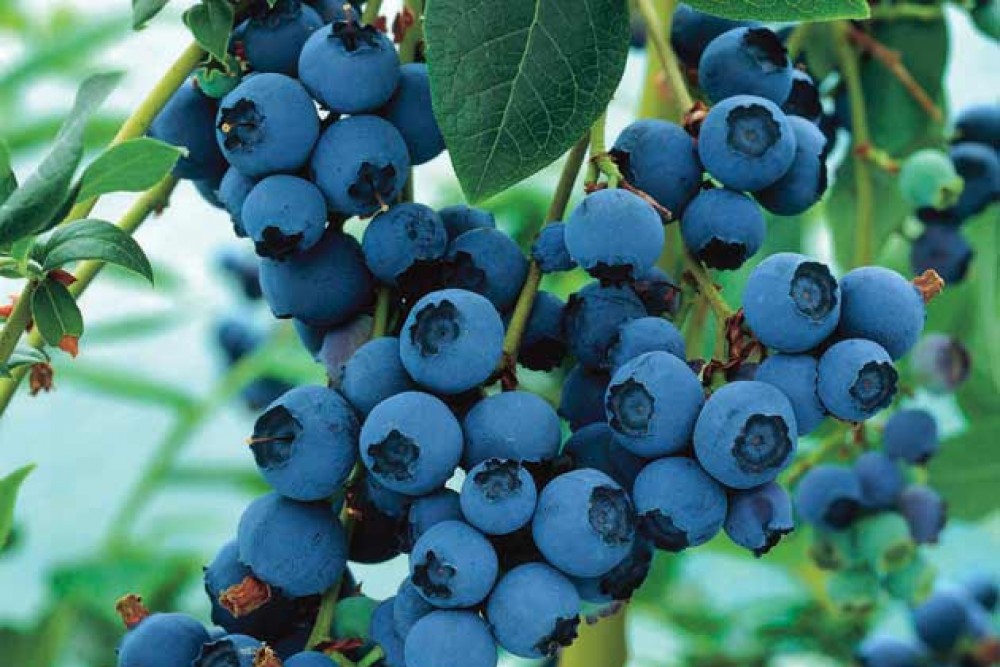 7 motive pentru a mânca afine