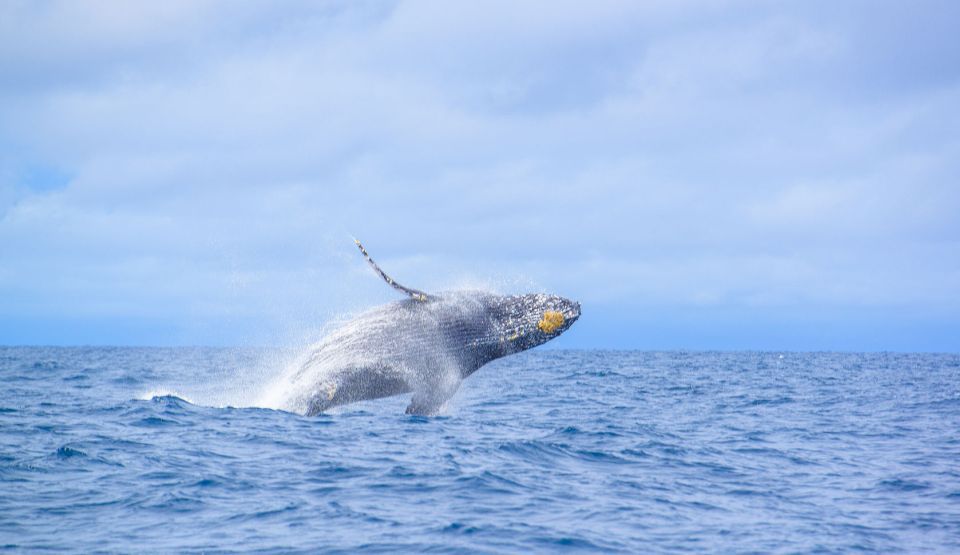 Cum a devenit balena cu cocoaşă ,,gardianul oceanelor''