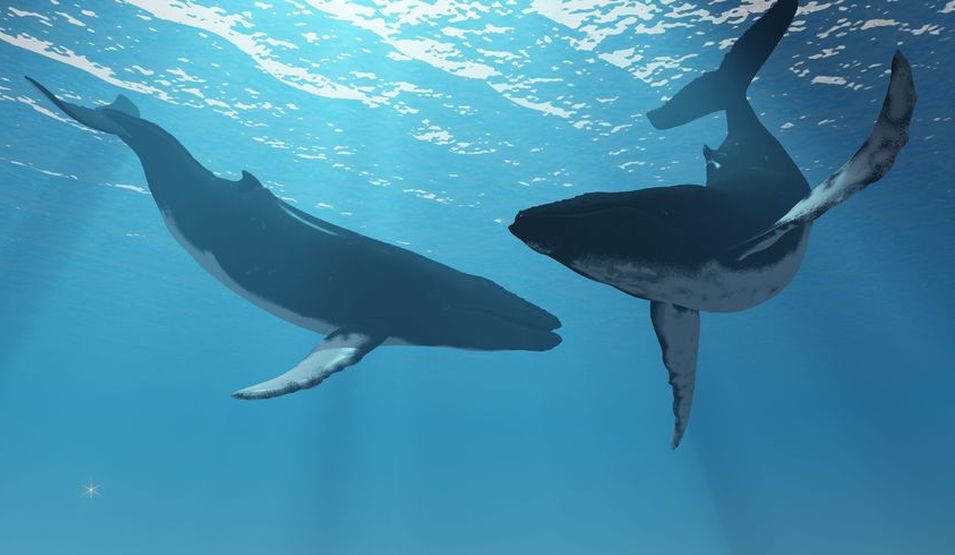 ''Dansul'' dintre un neozeelandez şi o balenă ucigaşă a devenit viral-VIDEO