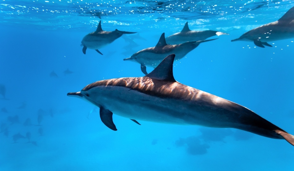 Oamenii riscă să provoace o extincţie fără precedent a marilor animale ...