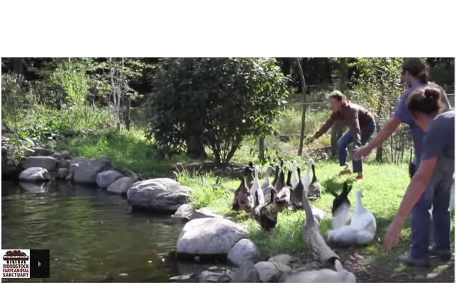 Cum s-au bucurat de prima baie nişte raţe care nu mai văzuseră apa în ...