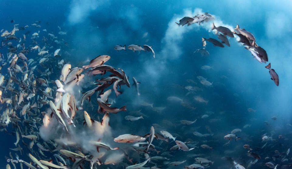 Imaginile IMPRESIONANTE câştigătoare ale concursului de fotografie ...