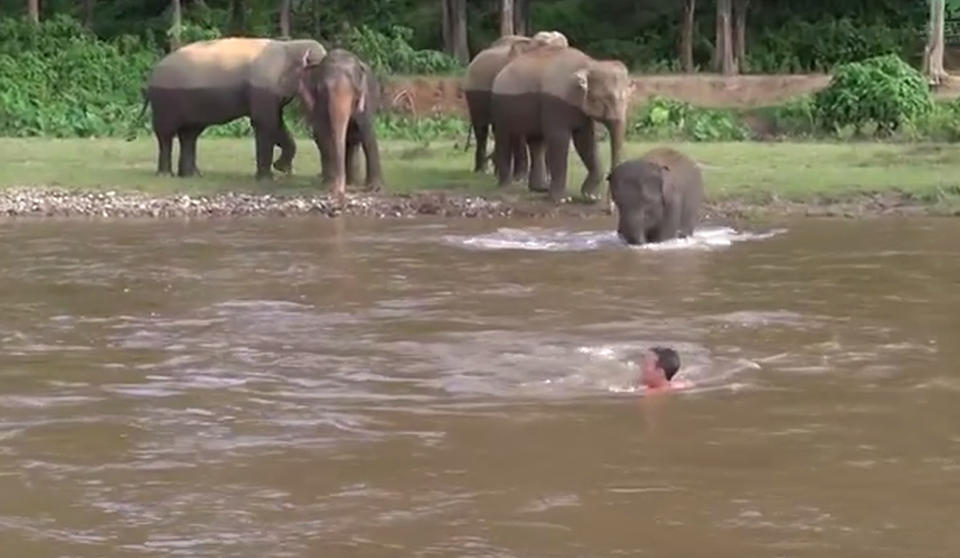 Un pui de elefant demonstrează tuturor că animalele au suflet mare