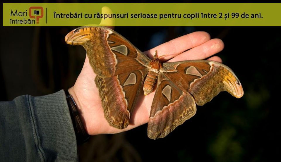 Care au fost cele mai mari insecte din toate timpurile?