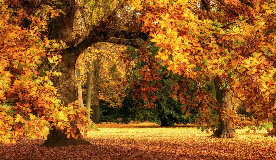 Schimbările climatice influenţează culoarea frunzelor de toamnă, în ...