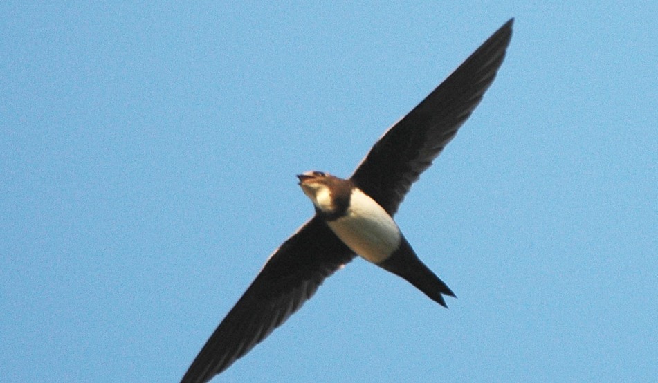 Abilitatea INREDIBILĂ a drepnelelor. Un nou record pentru cel mai lung ...