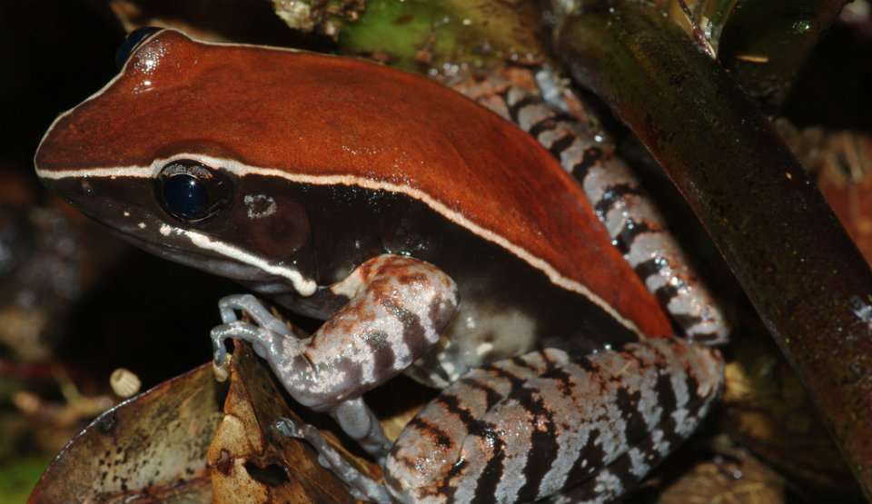 Abilitatea specială a unei specii rare de broască o protejează de prădători