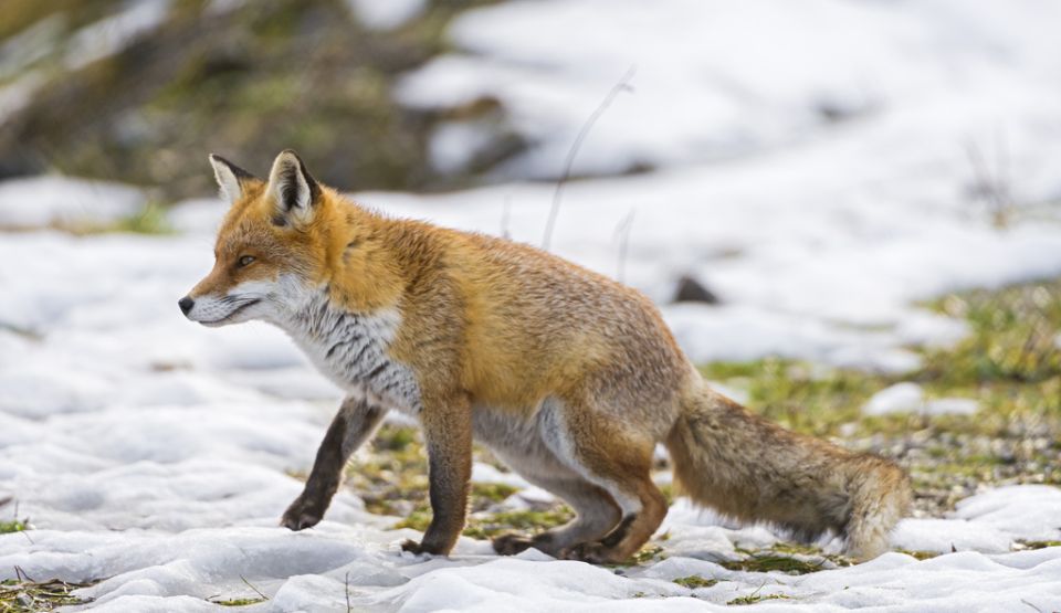 Un pui de vulpe tare jucăuş a devenit vedetă pe internet
