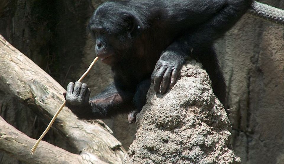 Comportamentul deosebit descoperit la cimpanzei. Utilizează ,,unelte ...