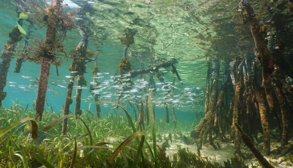 Museo Atlántico, primul muzeu subacvatic deschis în Europa - GALERIE FOTO