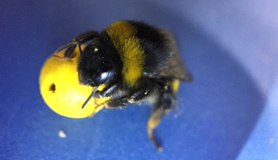 Bondarii sunt mult mai inteligenţi decât se credea