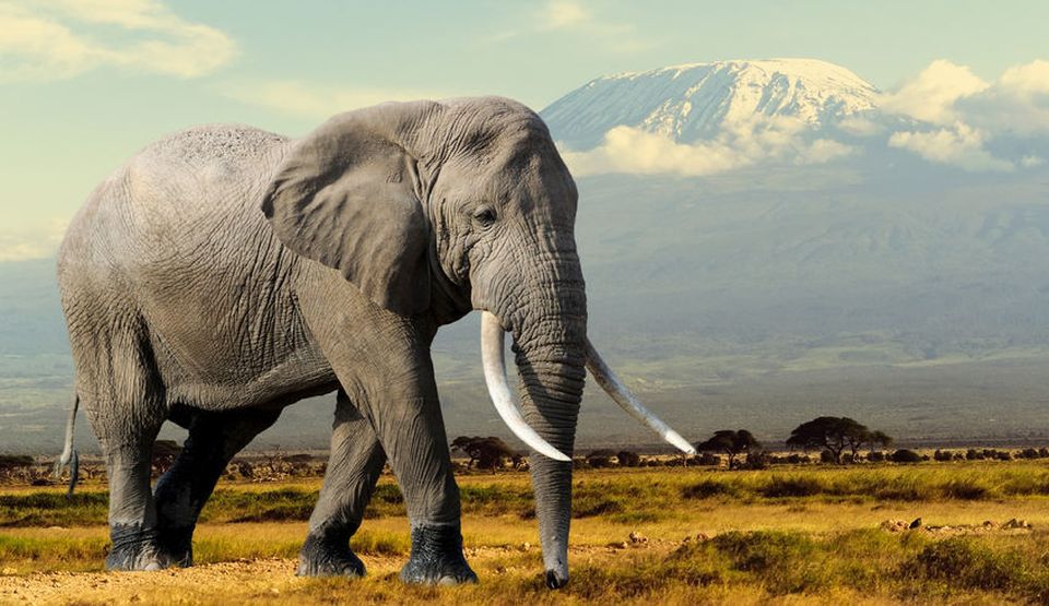 Descoperire uimitoare despre 'giganţii' din sălbăticie. Care este cea ...