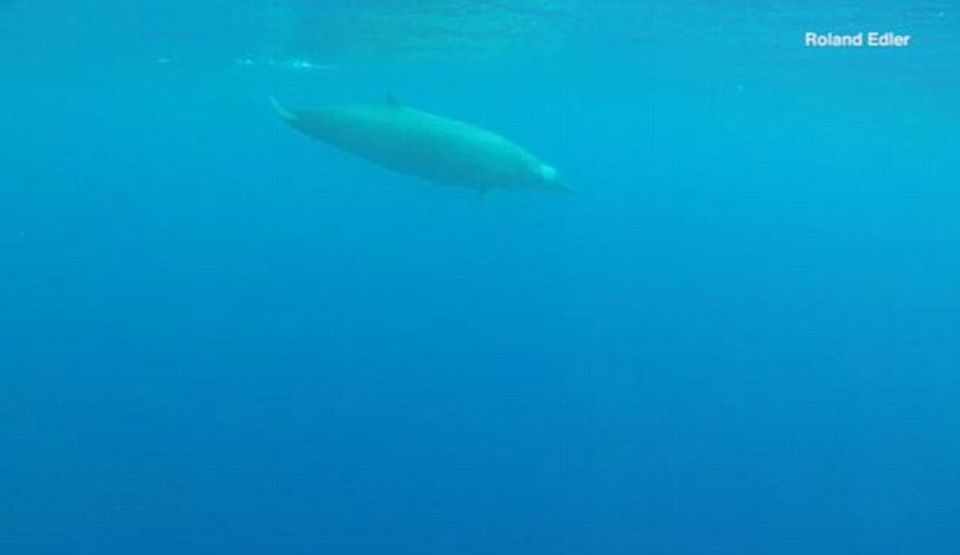 O specie de balenă extrem de rară a fost filmată în Oceanul Atlantic