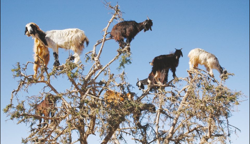 Descoperire remarcabilă a cercetătorilor: caprele sunt esenţiale pentru ...