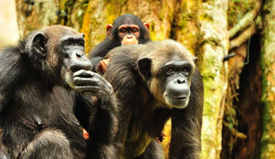Suntem mai apropiaţi de cimpanzei decât credem: două studii de amploare ...