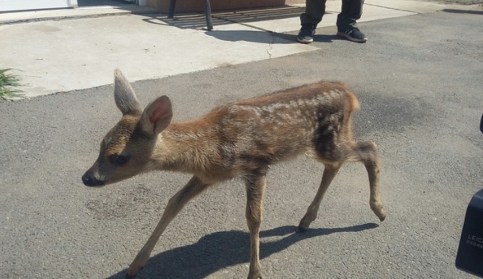 Un pui de căprioară este vedeta Grădinii Zoologice din Galaţi după ce a ...