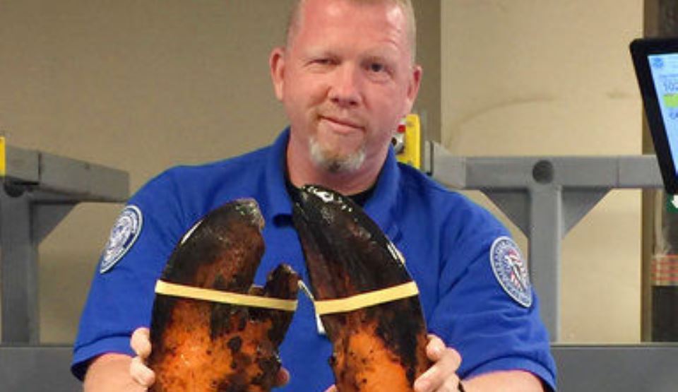 FOTO. Un homar viu de aproape 10 kilograme şi lung cât un câine mediu a ...