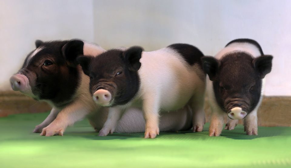 Progres semnificativ al savanţilor: transplantul de organe de la porc ...