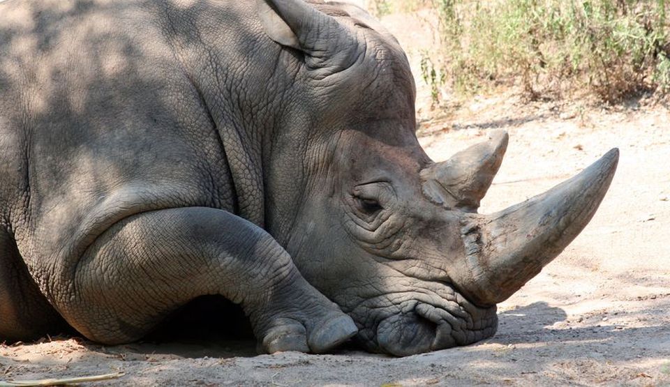 Africa de Sud organizează o licitaţie în mediul online pentru vânzarea ...