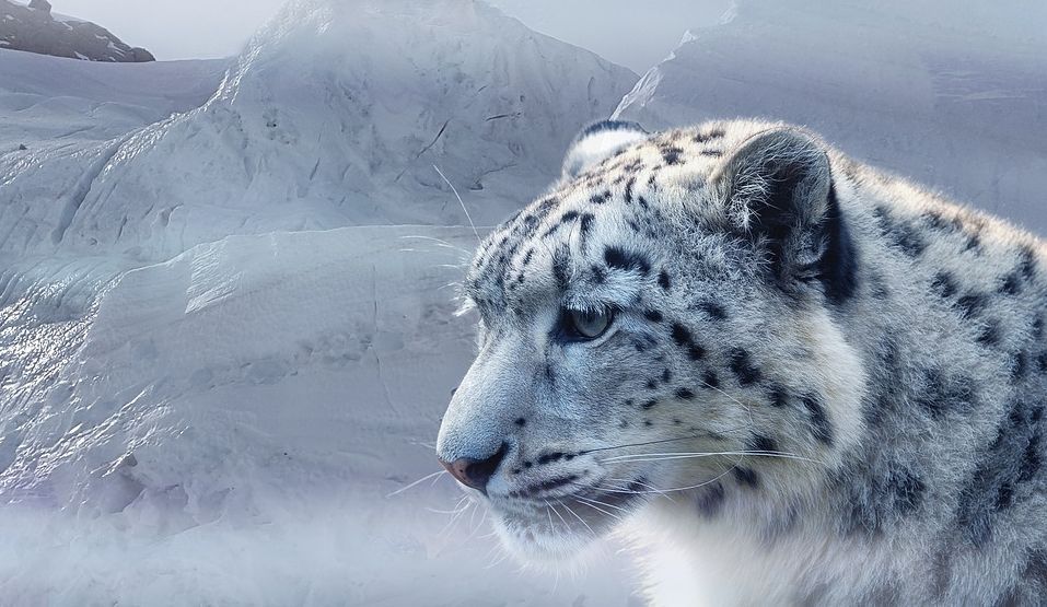 Faimosul leopard al zăpezilor nu mai este considerată o specie pe cale ...