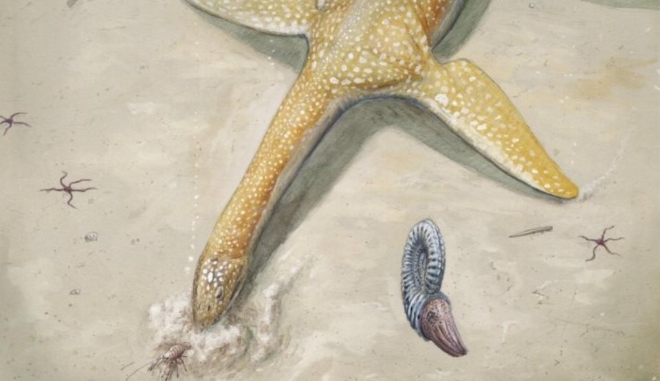 Un monstru jurasic marin recent descoperit ne oferă o imagine mult mai ...