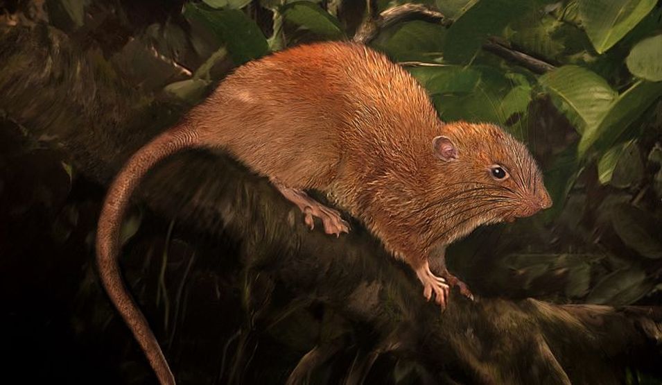 O nouă specie de şobolan ''uriaş'' a fost descoperită. Este de patru ...