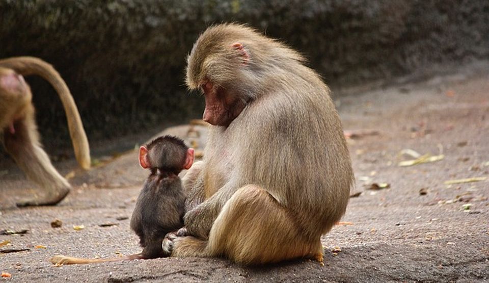 O maimuţă macac a cărat timp de câteva săptămâni corpul fără viaţă al ...