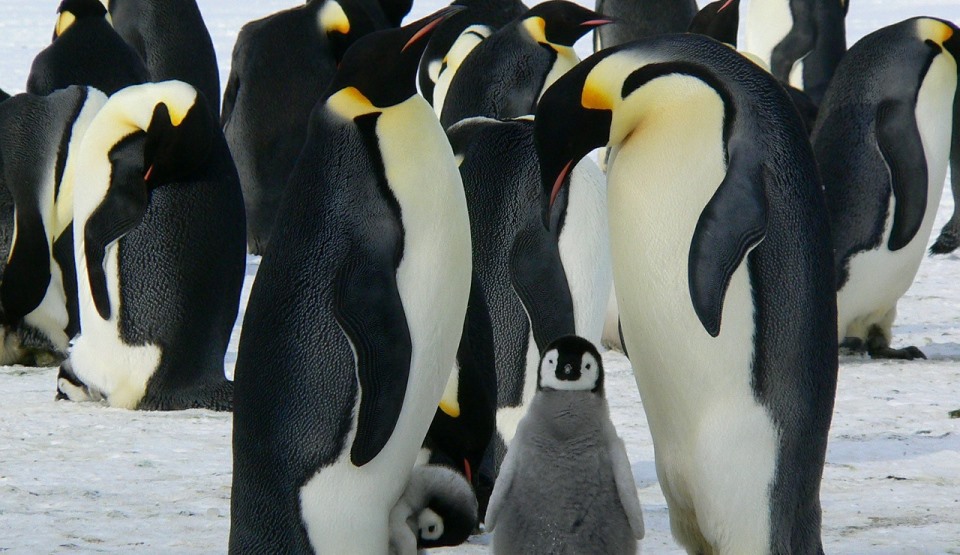Pinguinii sunt în mare pericol: mii de pui mor în Antarctica