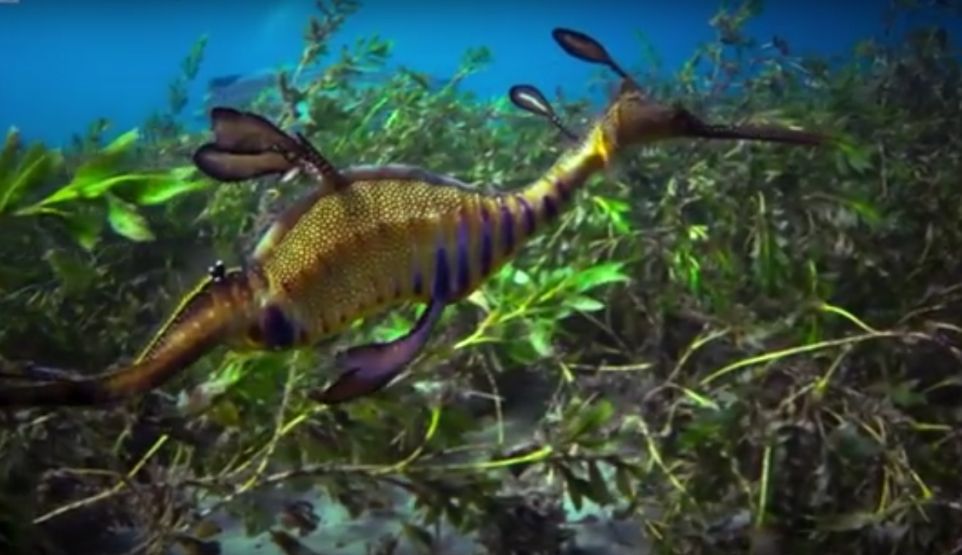 Documentarul-fenomen Planeta Albastră revine cu o nouă serie. Filmările ...