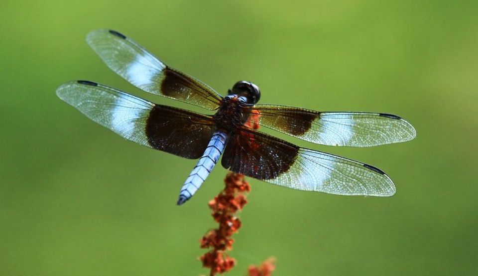 Populaţia de insecte zburătoare a scăzut cu 75% în ultimii 27 de ani ...