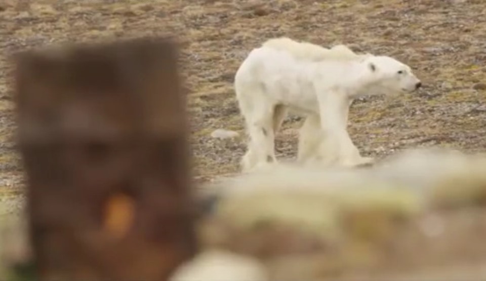 VIDEO. Imaginile sfâşietoare care arată ultimele clipe ale unui urs ...