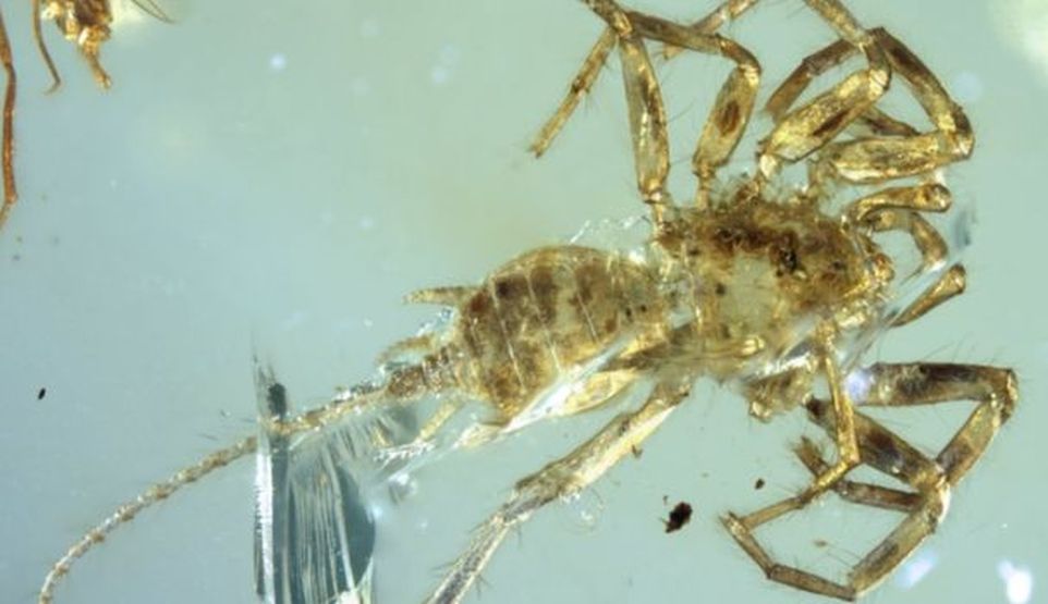 FOTO. Descoperirea uimitoare dintr-o bucată de chihlimbar veche de 100 ...