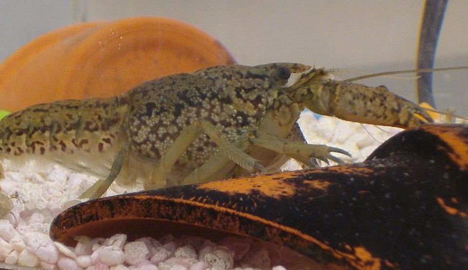 Din cauza unei mutaţii, această specie de rac are capacitatea de a se clona