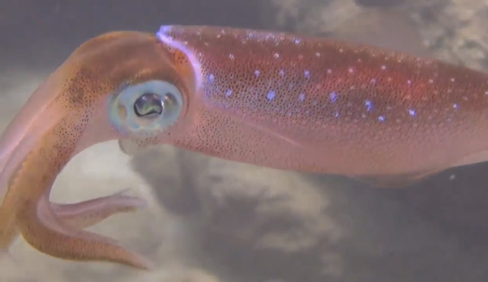 Lumea secretă a calamarilor a fost scoasă la iveală. Modul lor de ...